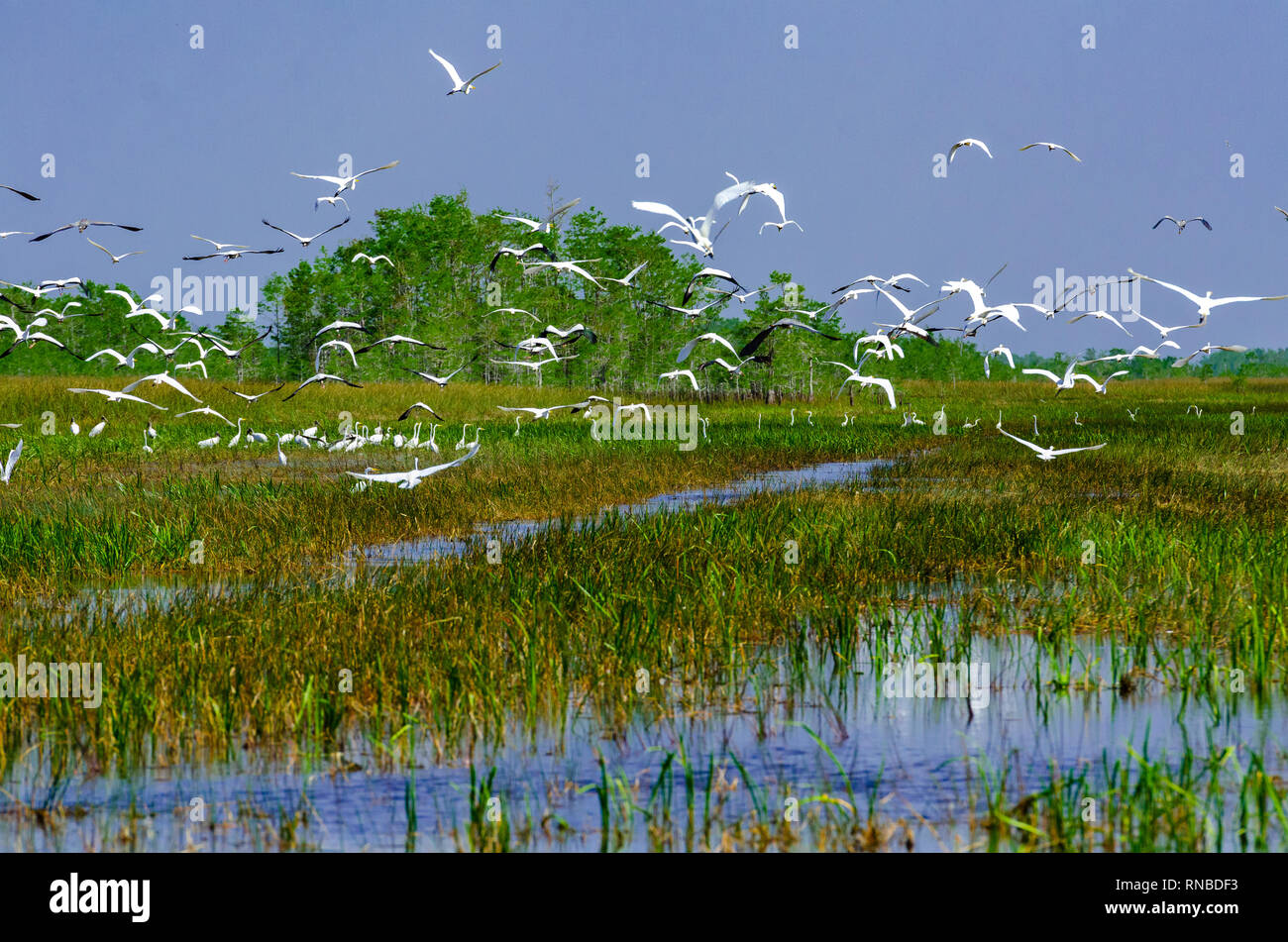 Flock white egret hi-res stock photography and images - Alamy
