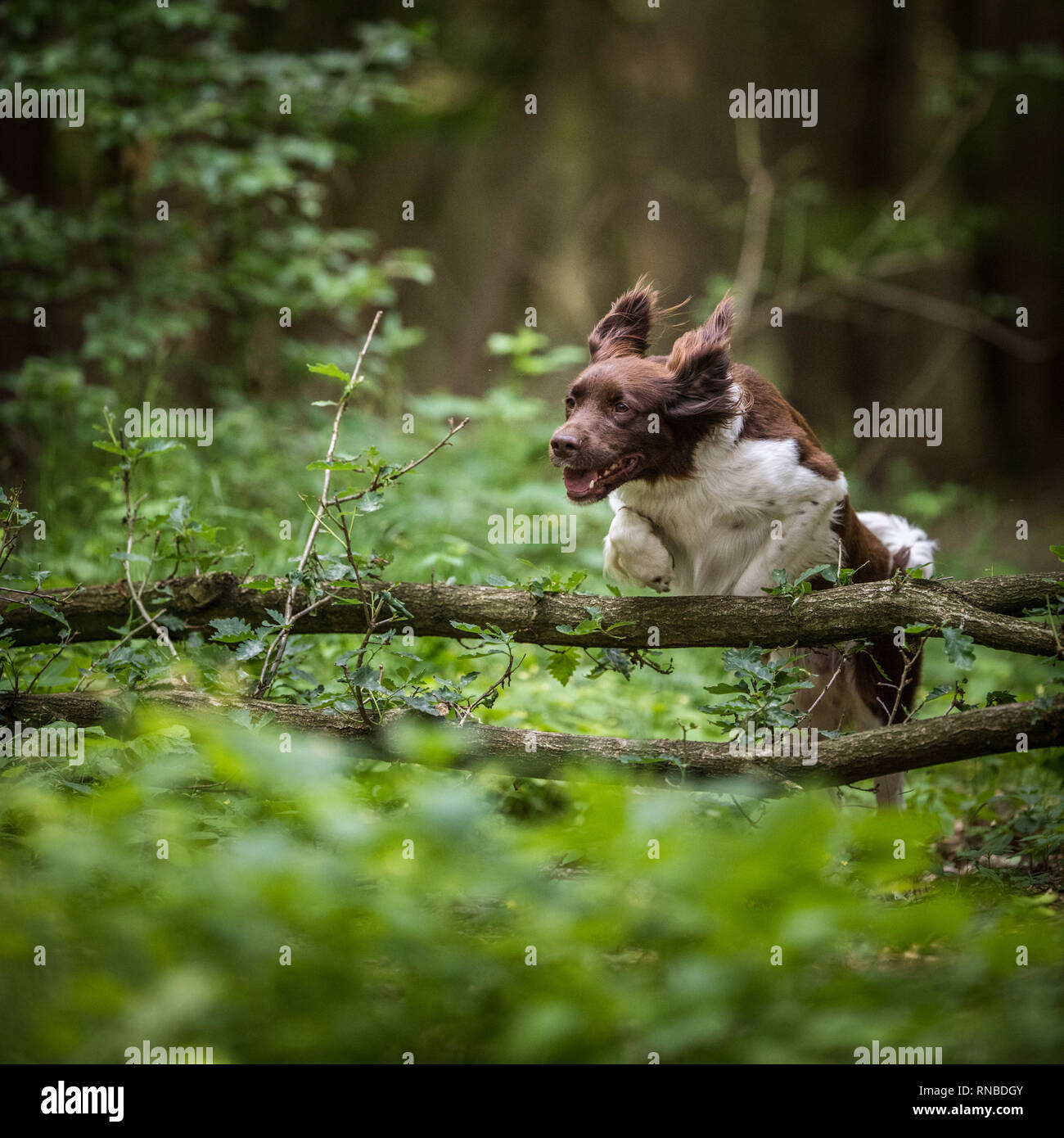 Cute dog running outdoors in a forest Stock Photo - Alamy
