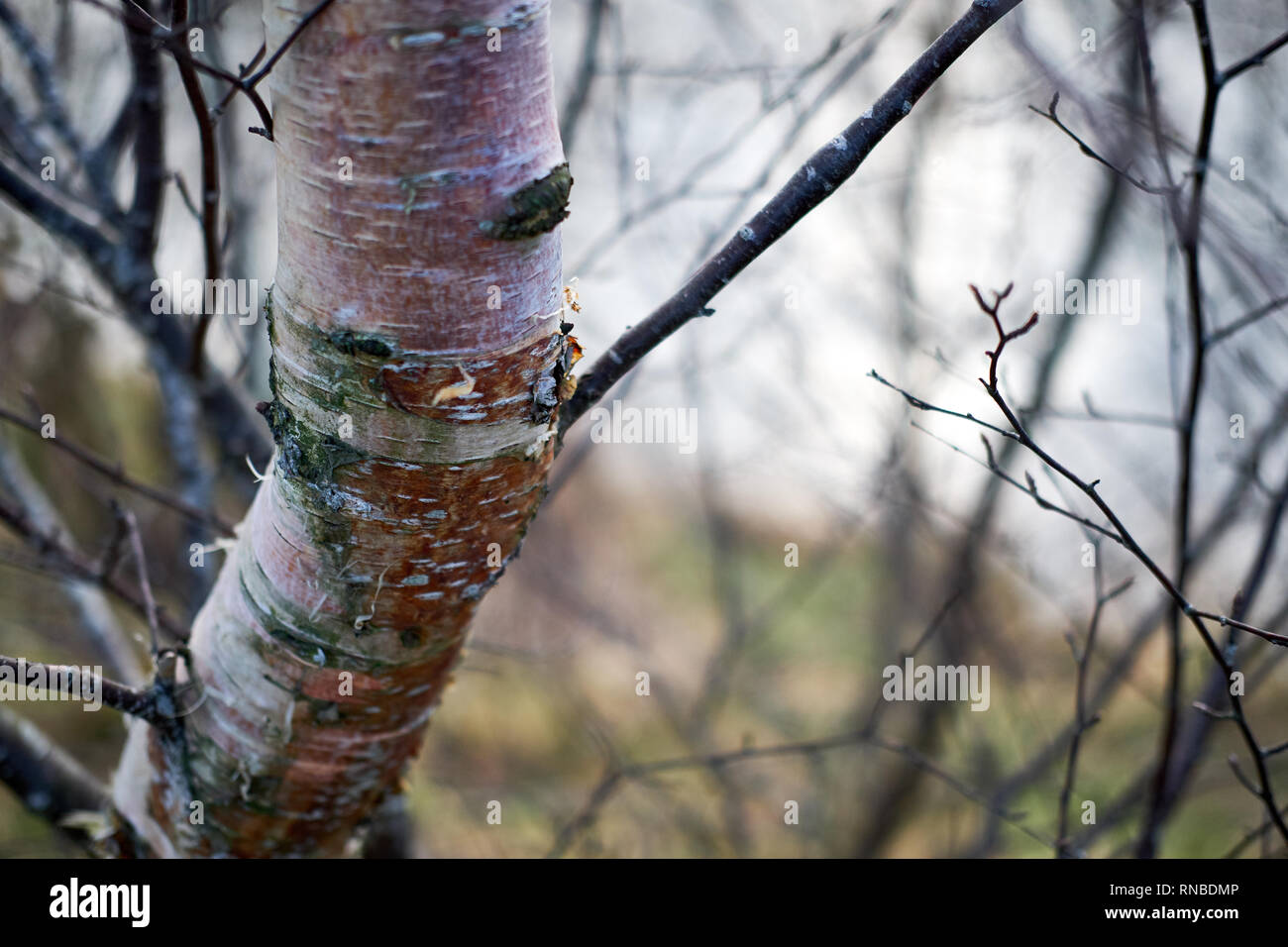Silver Birch Tree Bark