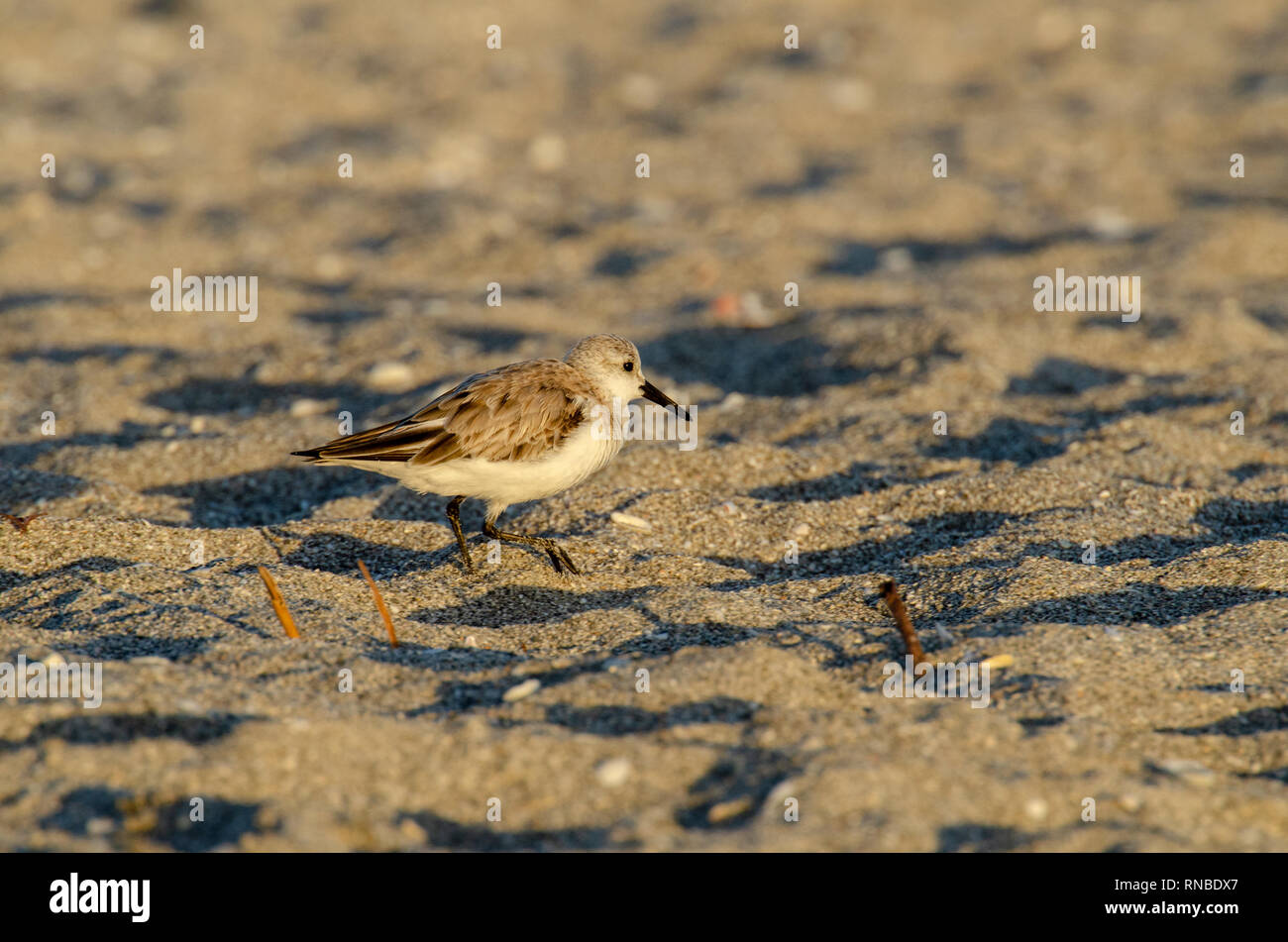 Sandpiper in the sand Stock Photo - Alamy