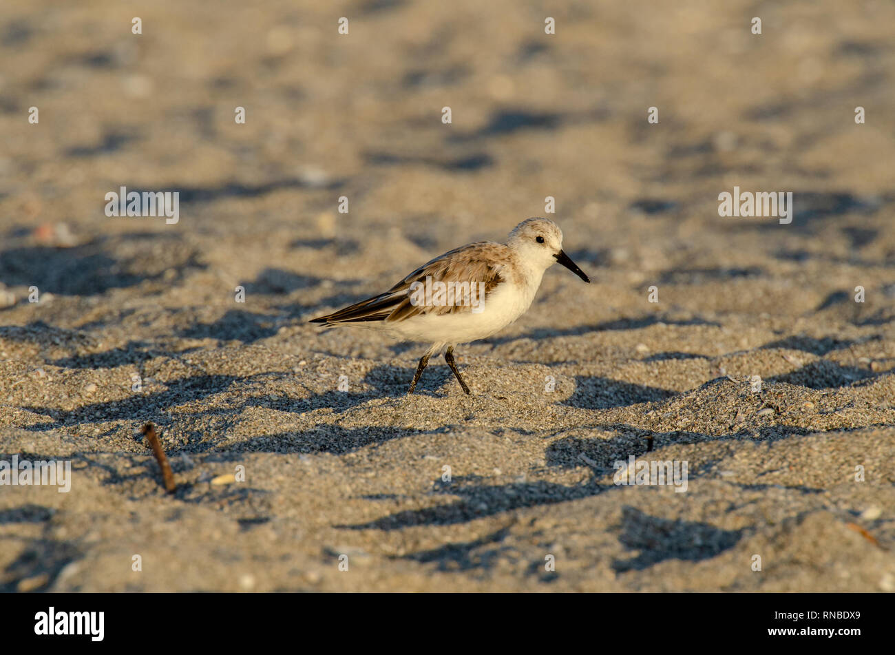 Sandpiper in the sand Stock Photo - Alamy