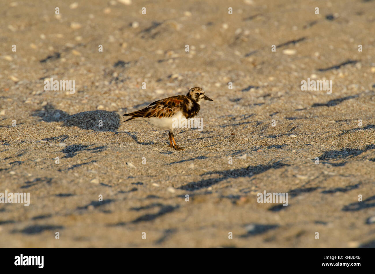 Sandpiper in the sand Stock Photo - Alamy