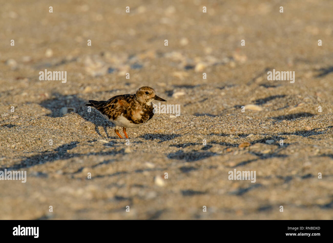 Sandpiper in the sand Stock Photo - Alamy
