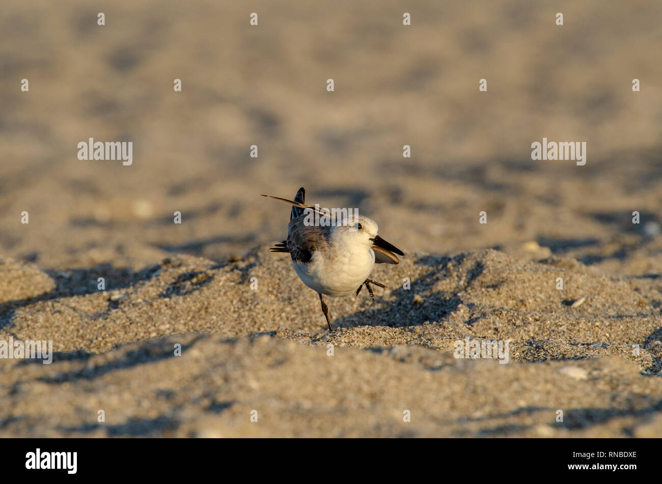 Sandpiper in the sand Stock Photo - Alamy