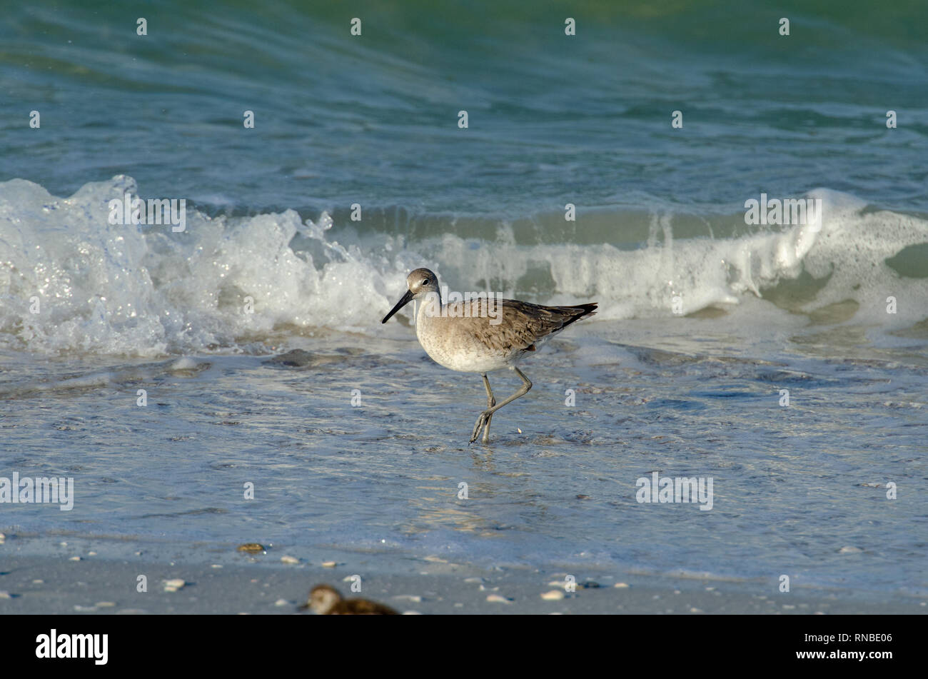 Bird at the water's edge Stock Photo - Alamy
