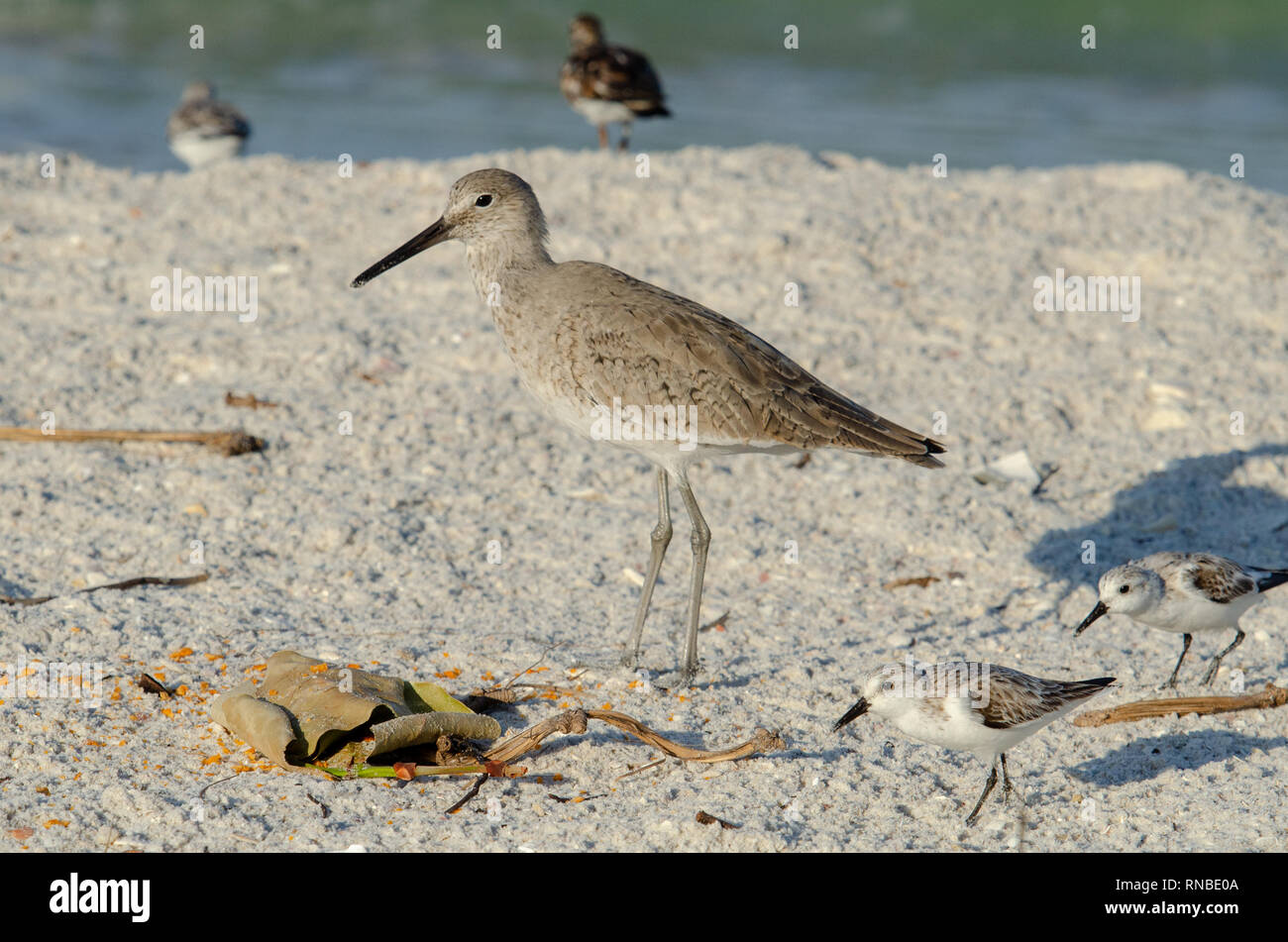 Birds at the beach Stock Photo - Alamy