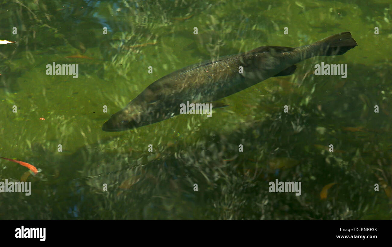 a large asian sea bass swimming in the northern territory Stock Photo ...