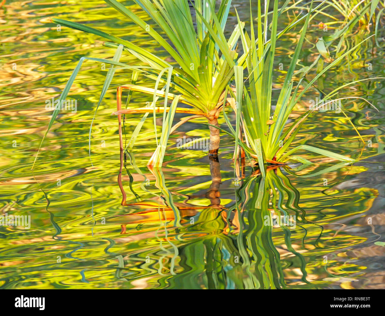 Australian native pine tree hi-res stock photography and images - Alamy