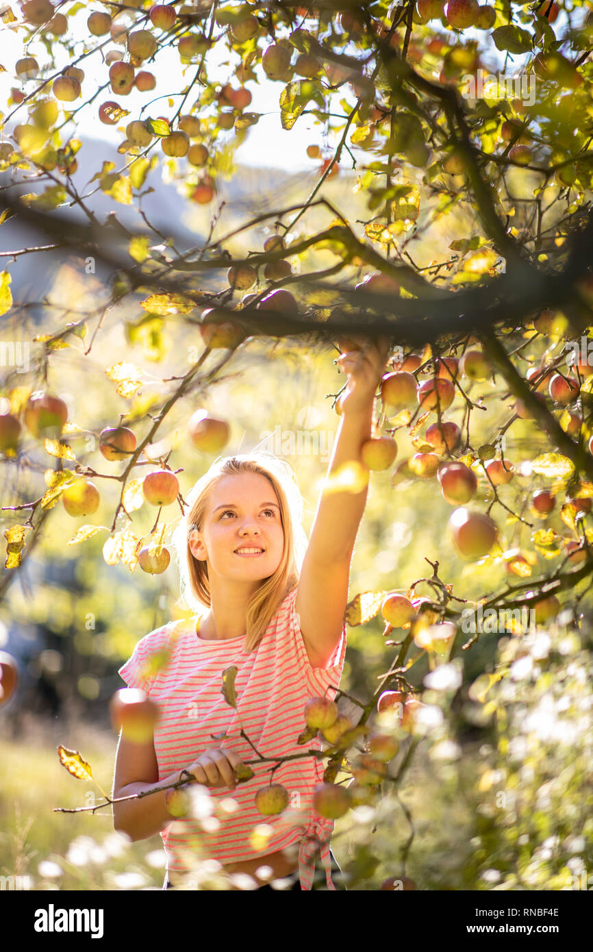 Cute girl picking apples in an orchard having fun harvesting the ripe ...