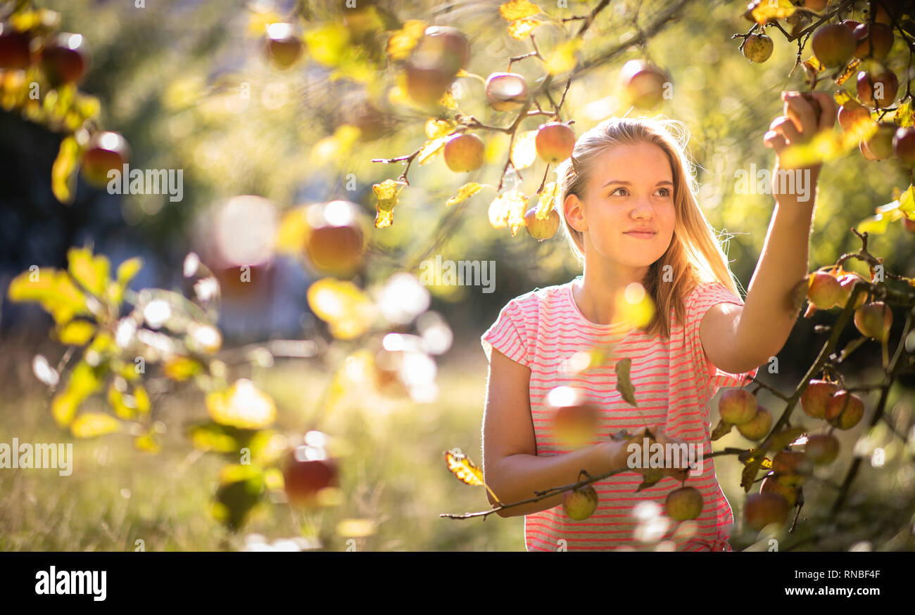 Cute girl picking apples in an orchard having fun harvesting the ripe ...