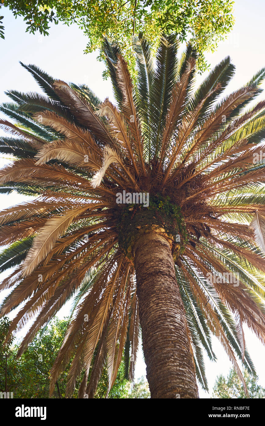 Bottom up view palm hi-res stock photography and images - Alamy