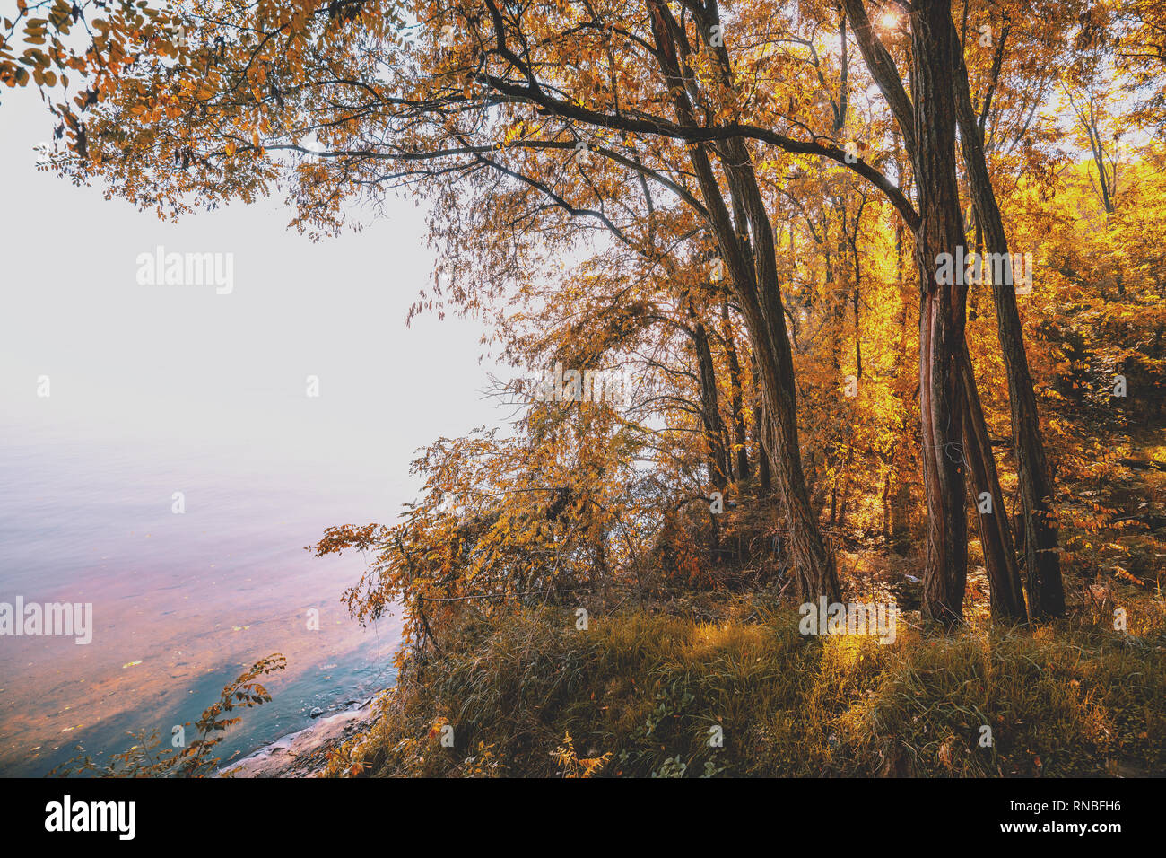 Beautiful autumn landscape. Trees grow on a cliff on the seacoast Stock ...