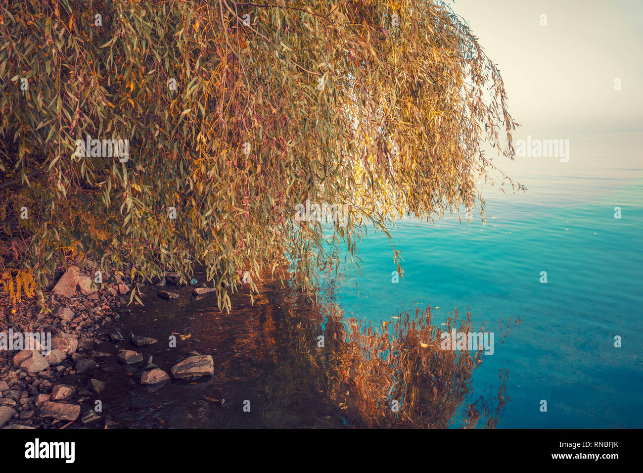 Willow by sea hi-res stock photography and images - Alamy