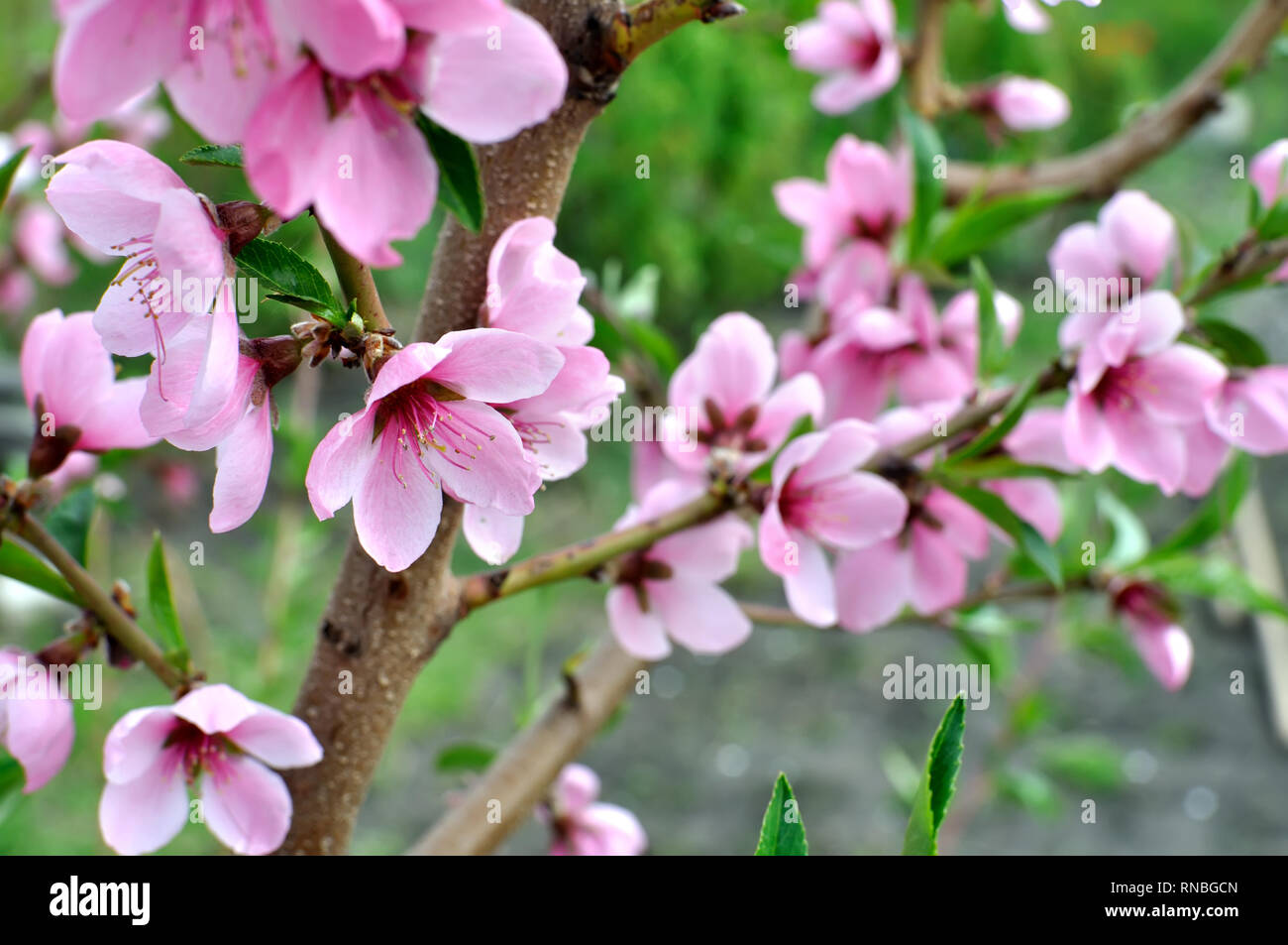 Peach blossoms tree hi-res stock photography and images - Alamy