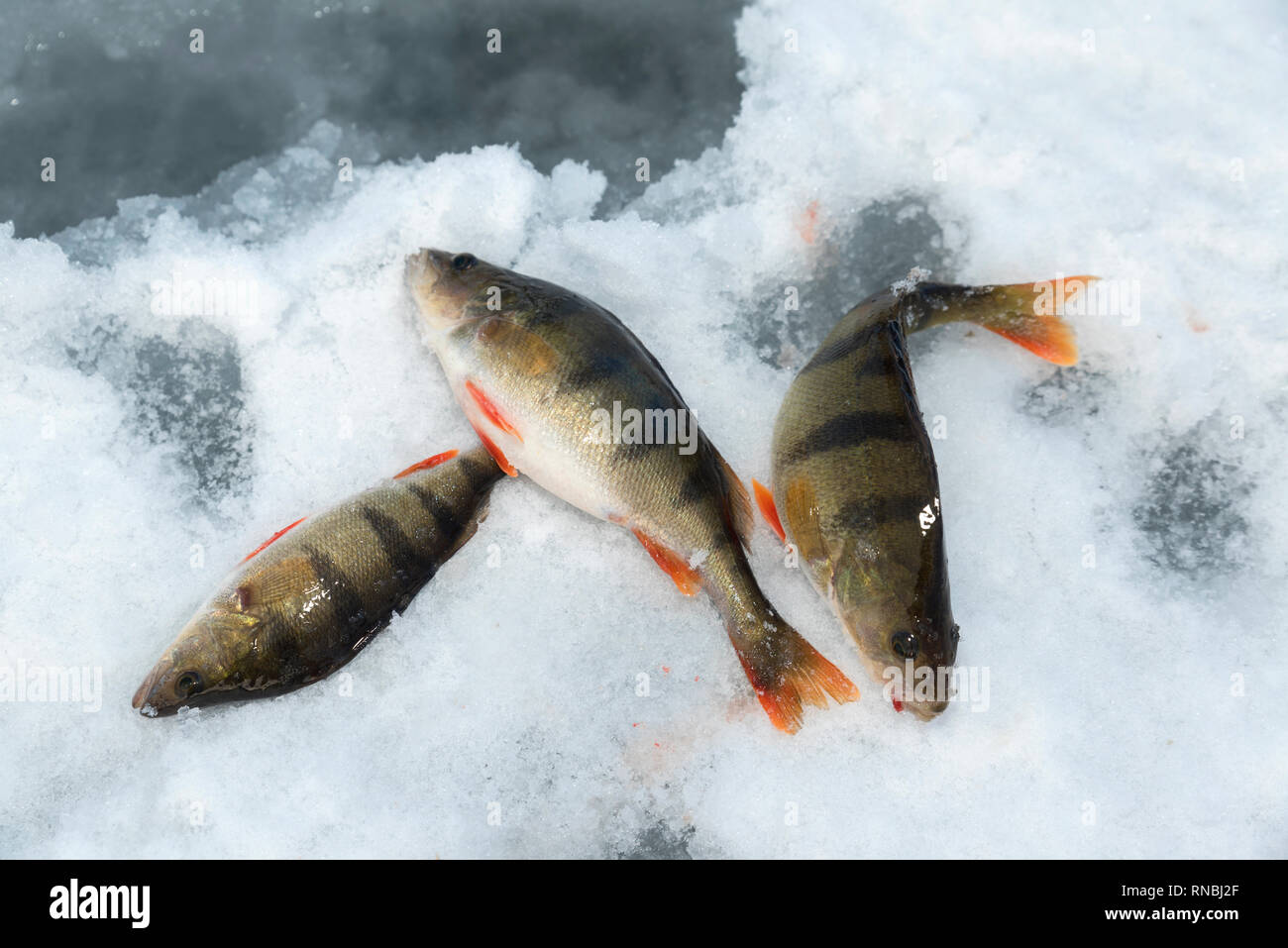 Three perch on a frozen lake on the snow. Ice fishing. Selective focus ...