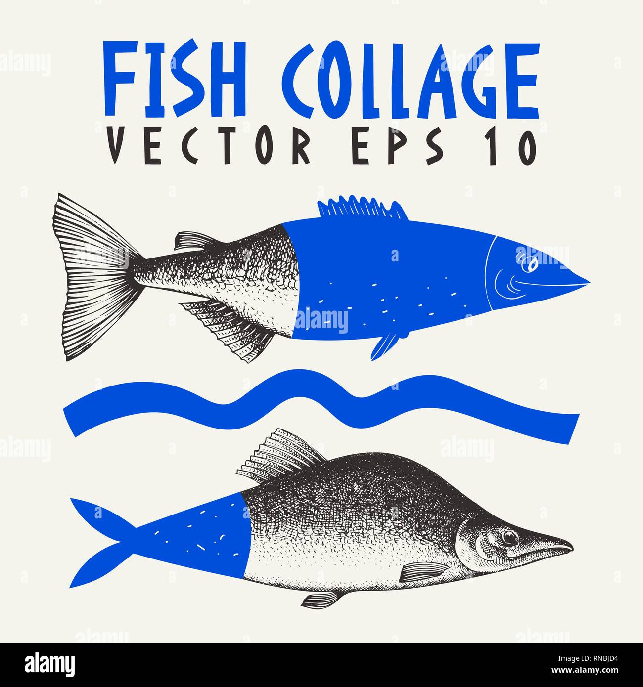 Hand drawn collage illustration of pink salmon fish. Can be use for ...