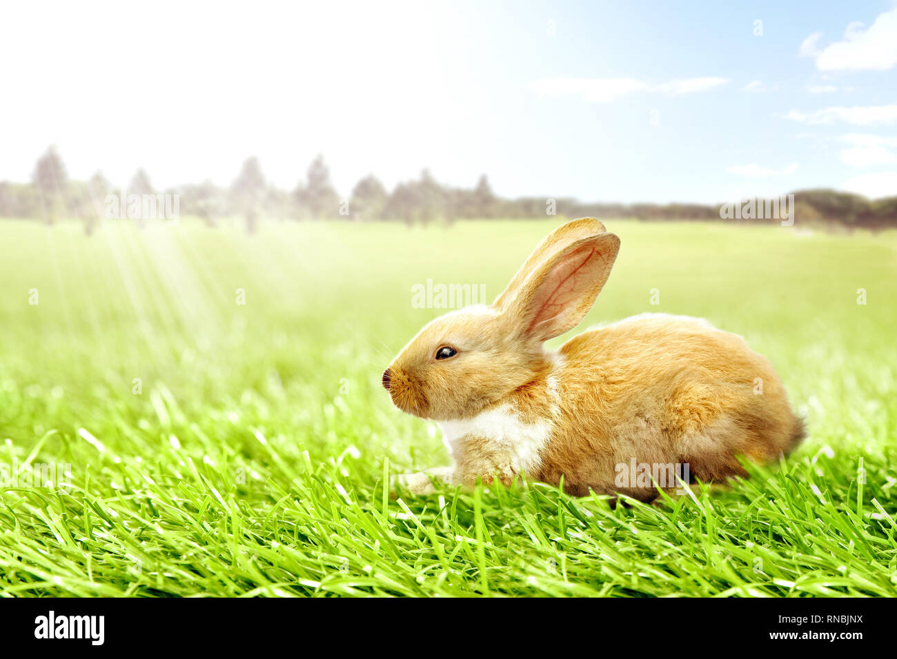 Little bunny sitting on the grass field with trees and blue sky ...