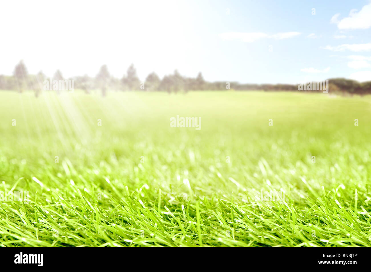 Green grass on the springfield with trees and sunlight on the sky ...