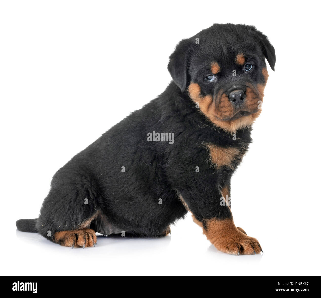 puppy rottweiler in front of white background Stock Photo - Alamy