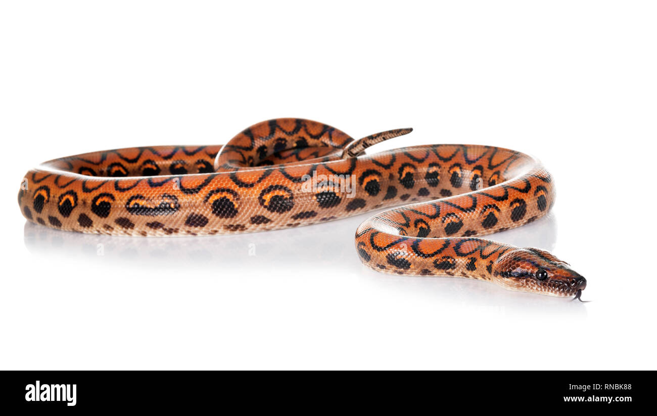 Rainbow boa in front of white background Stock Photo - Alamy