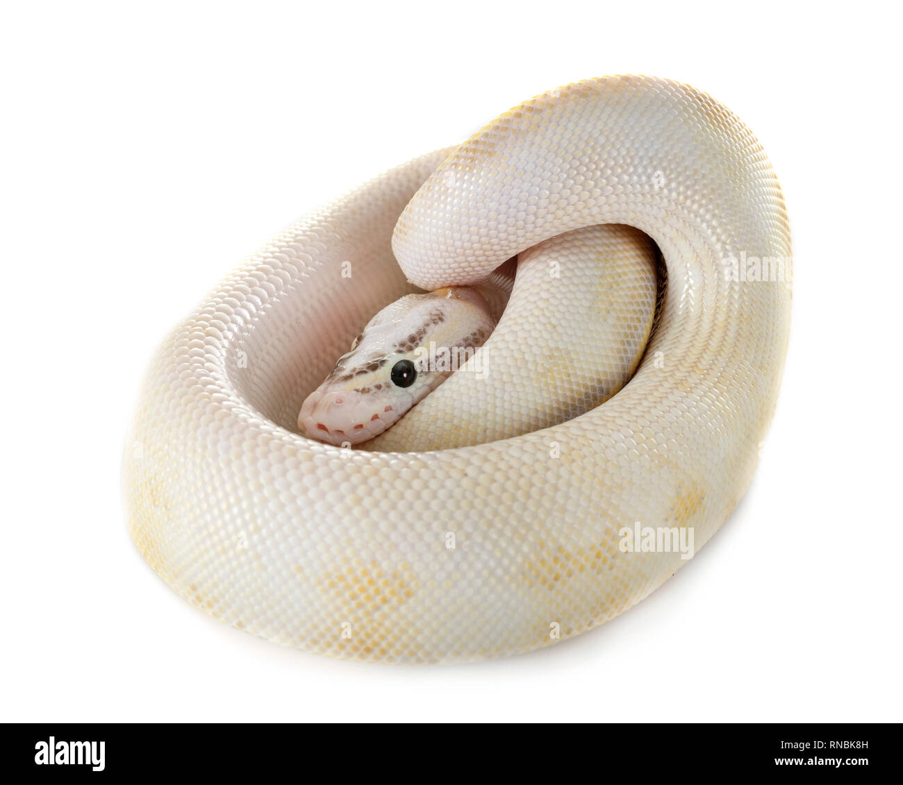royal python in front of white background Stock Photo - Alamy