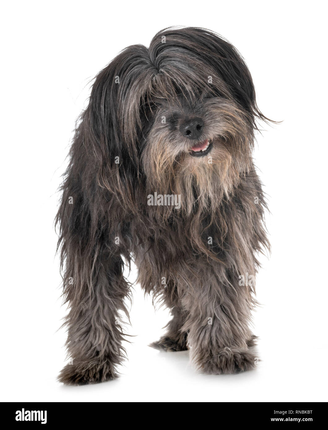 adult pyrenean shepherd in front of white background Stock Photo - Alamy