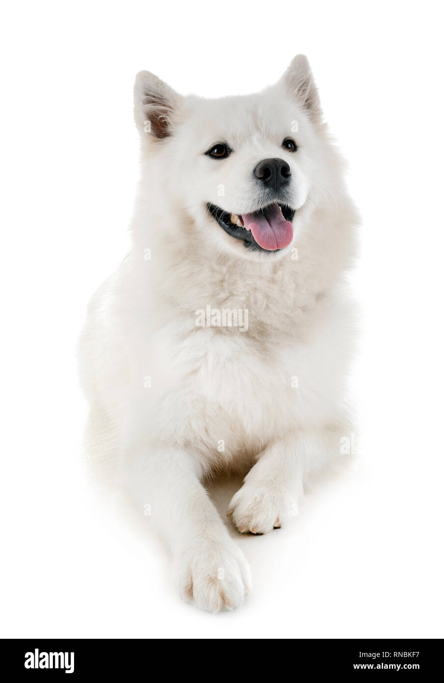 Samoyed dog in front of white background Stock Photo - Alamy