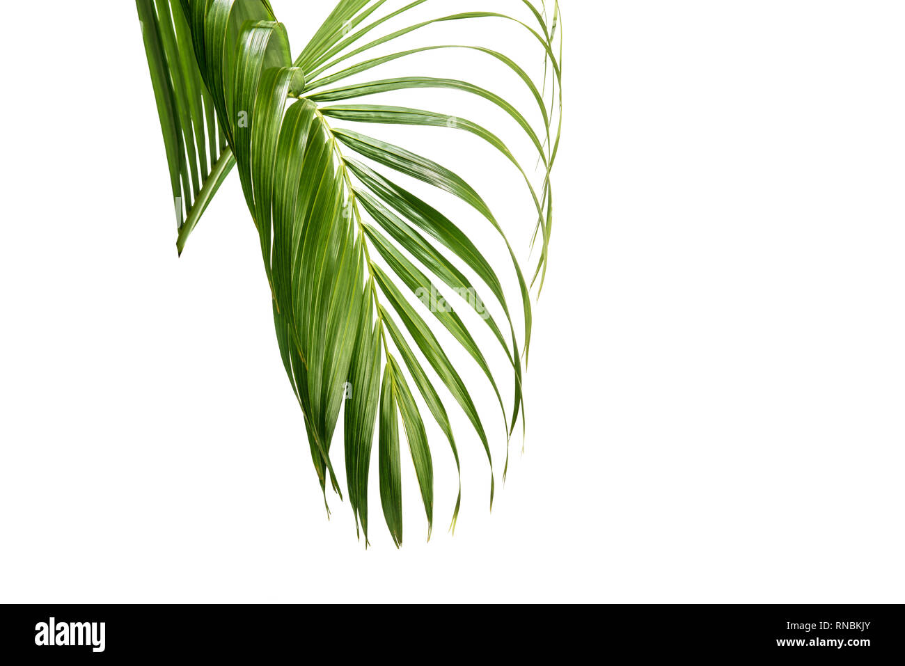 Palm branch with green leaves isolated over white background Stock ...