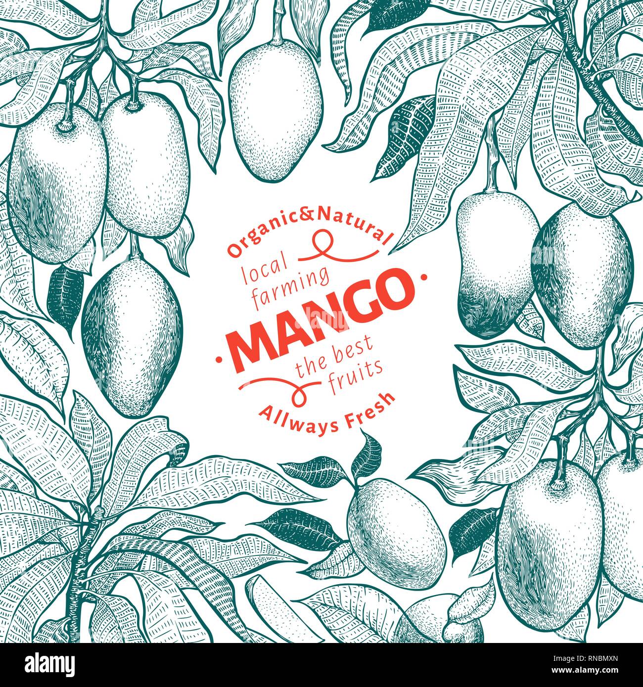 Mango tree vintage design template. Botanical mango fruit frame ...