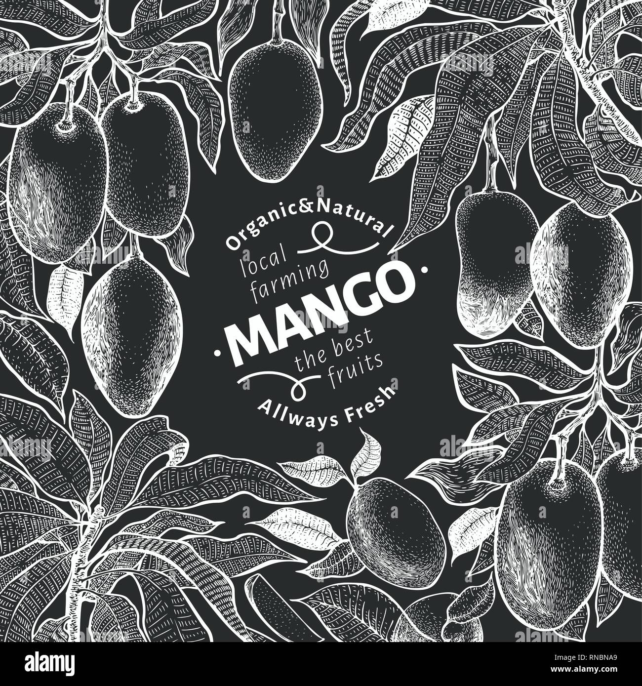 Mango tree vintage design template. Botanical mango fruit frame ...