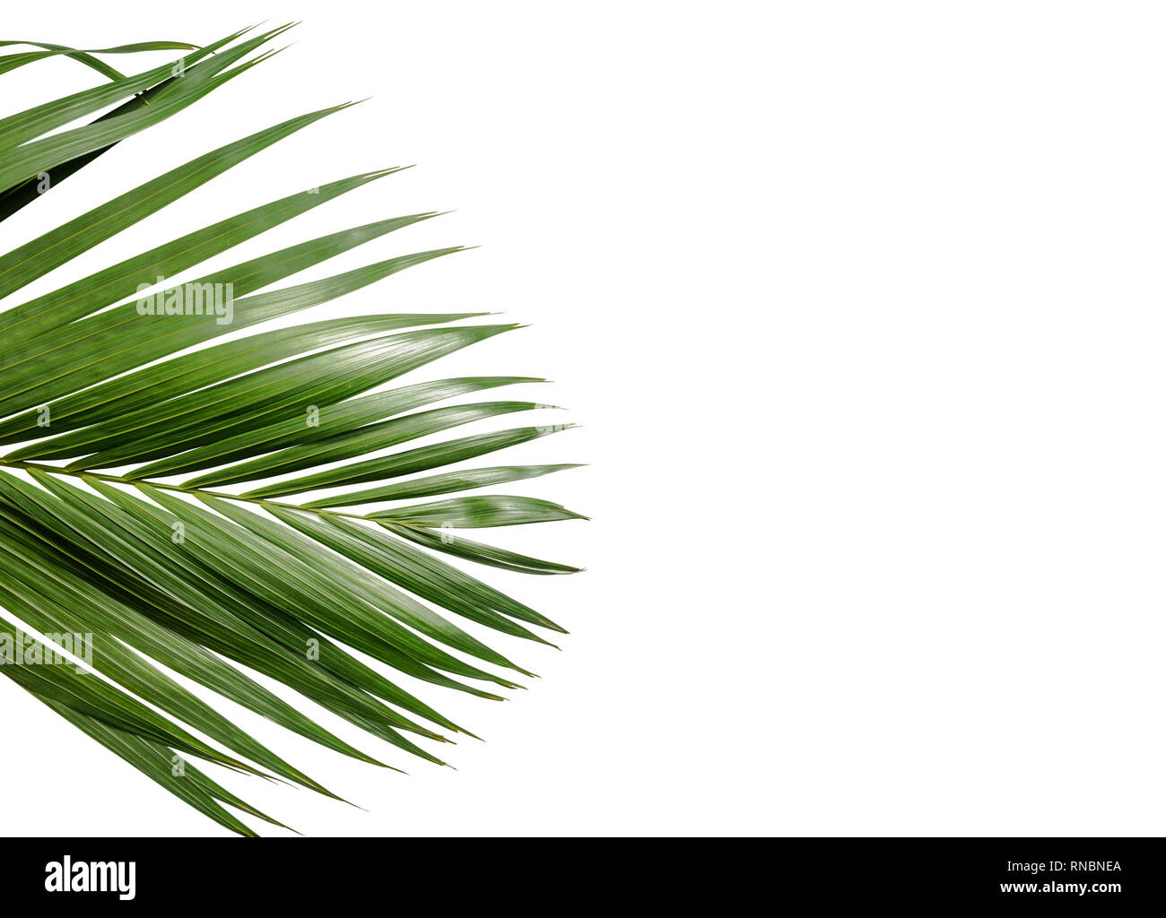 Palm branch with green leaves isolated over white background Stock ...