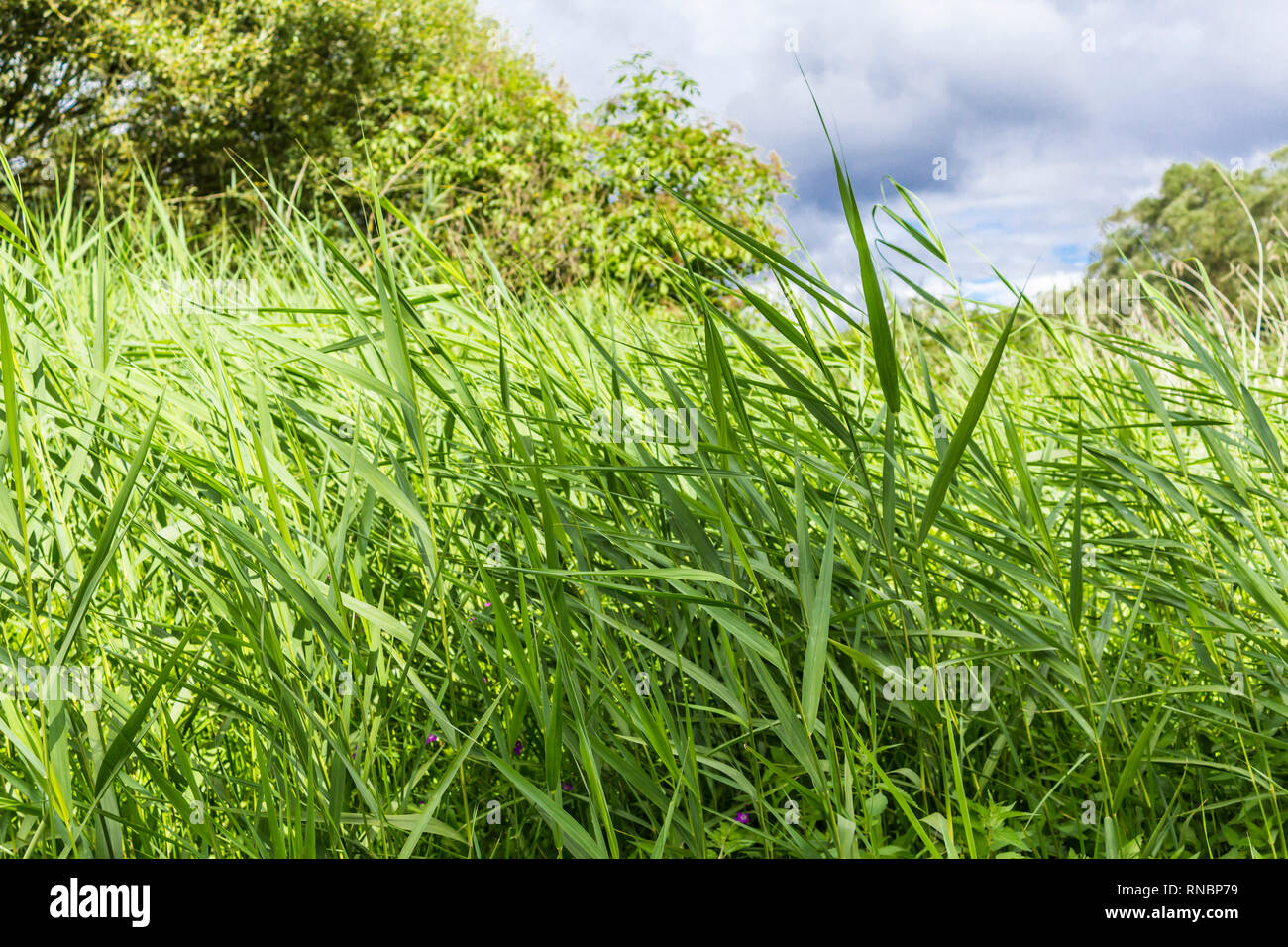 Early summer . Fresh green reed by the lake. Site about garden , parks ...