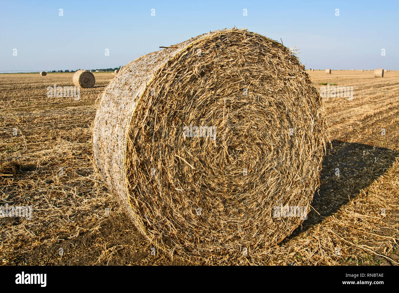 Wheat field after harvest, bales of rolled straw, animal feed for ...