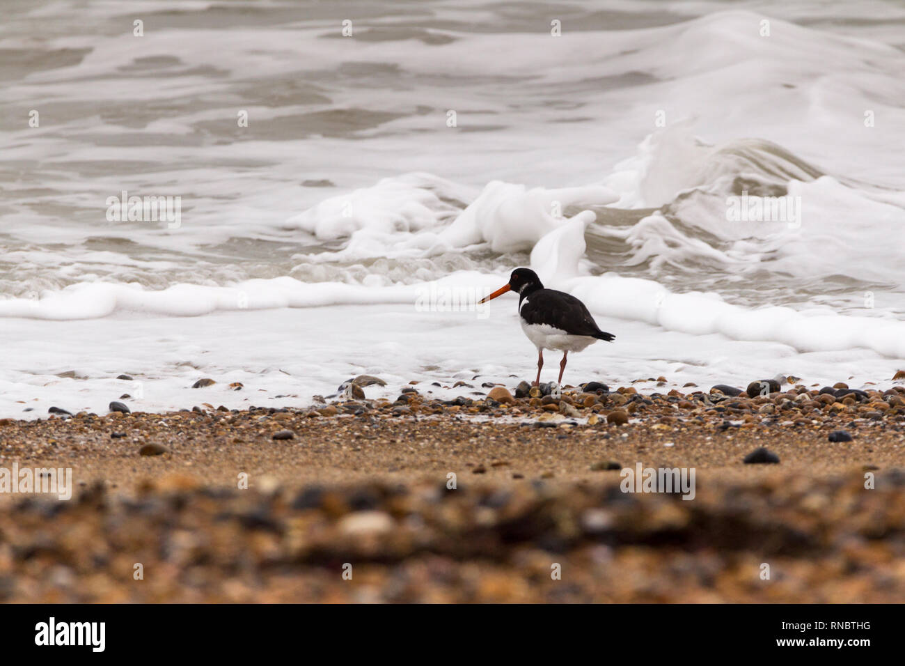 Birds with orange legs hi-res stock photography and images - Alamy