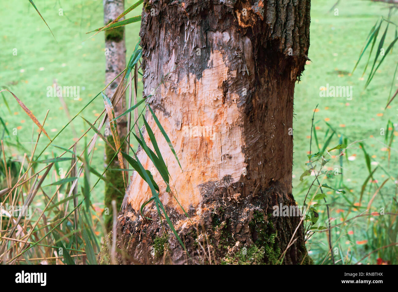 nibbled the trunk of a tree, beaver chewed trees Stock Photo - Alamy