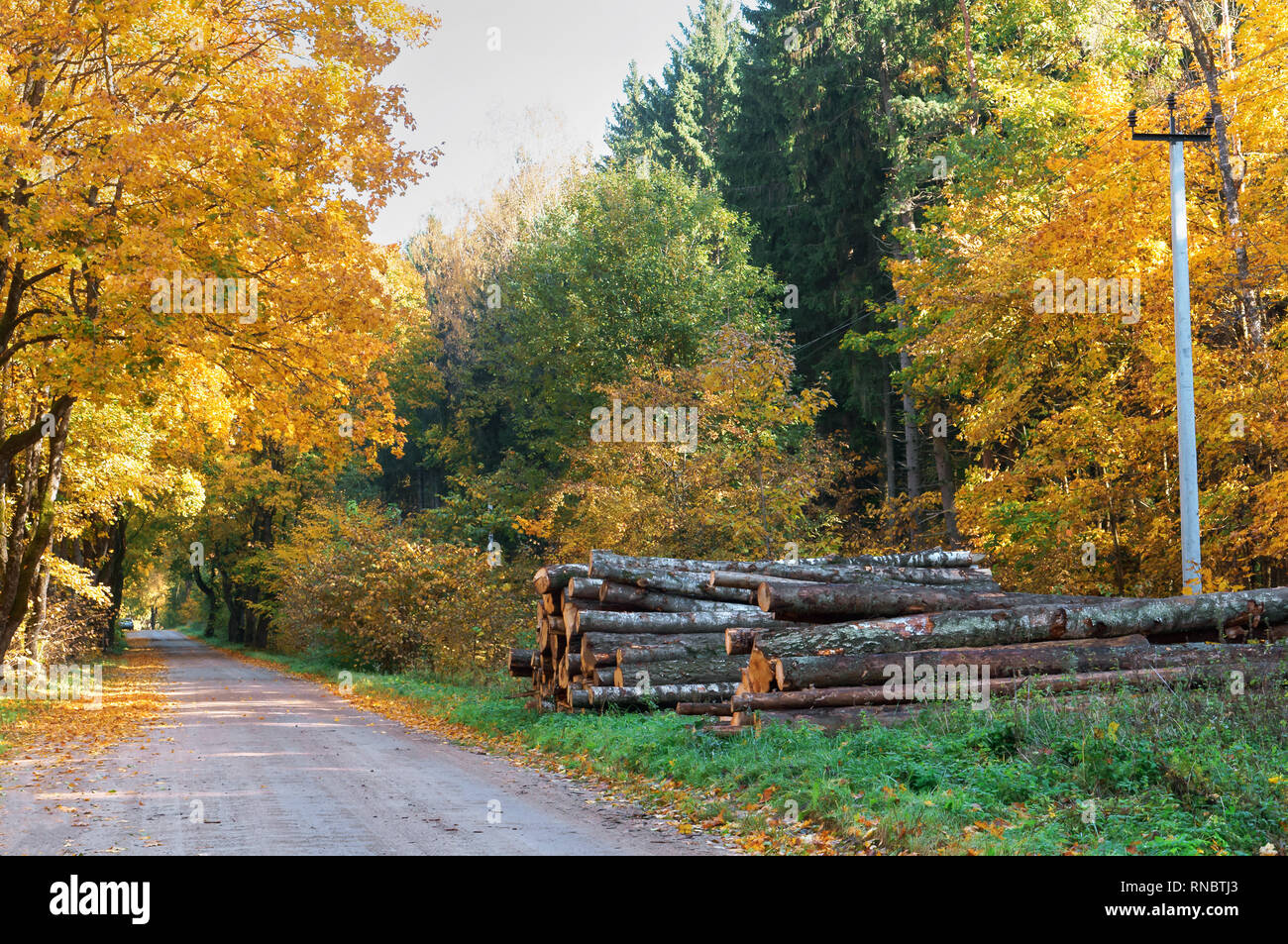 Sawn trees hi-res stock photography and images - Alamy