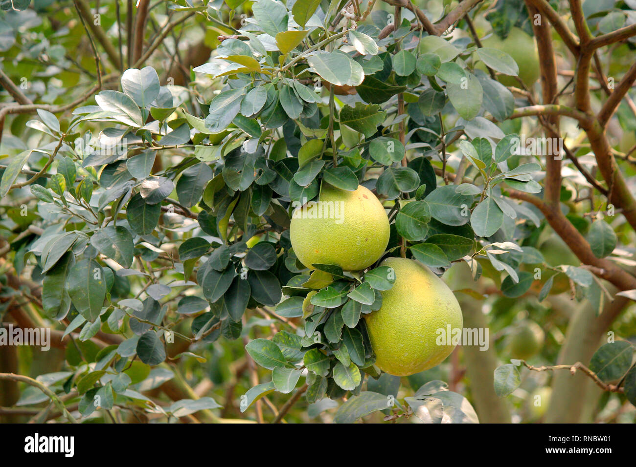 young pomelo on tree in organic farm Stock Photo - Alamy