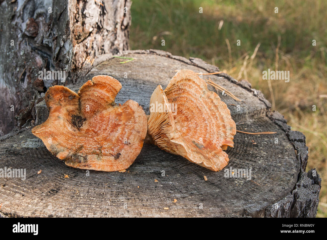 Lactarius deliciosus known saffron hi-res stock photography and images ...