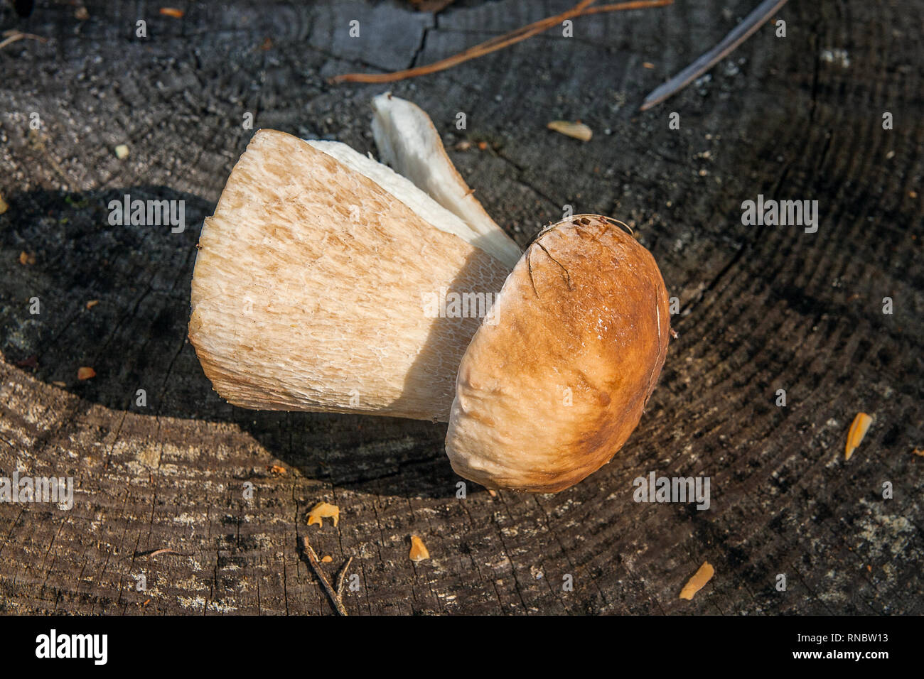 Harvested at autumn amazing edible mushroom boletus edulis (king bolete ...