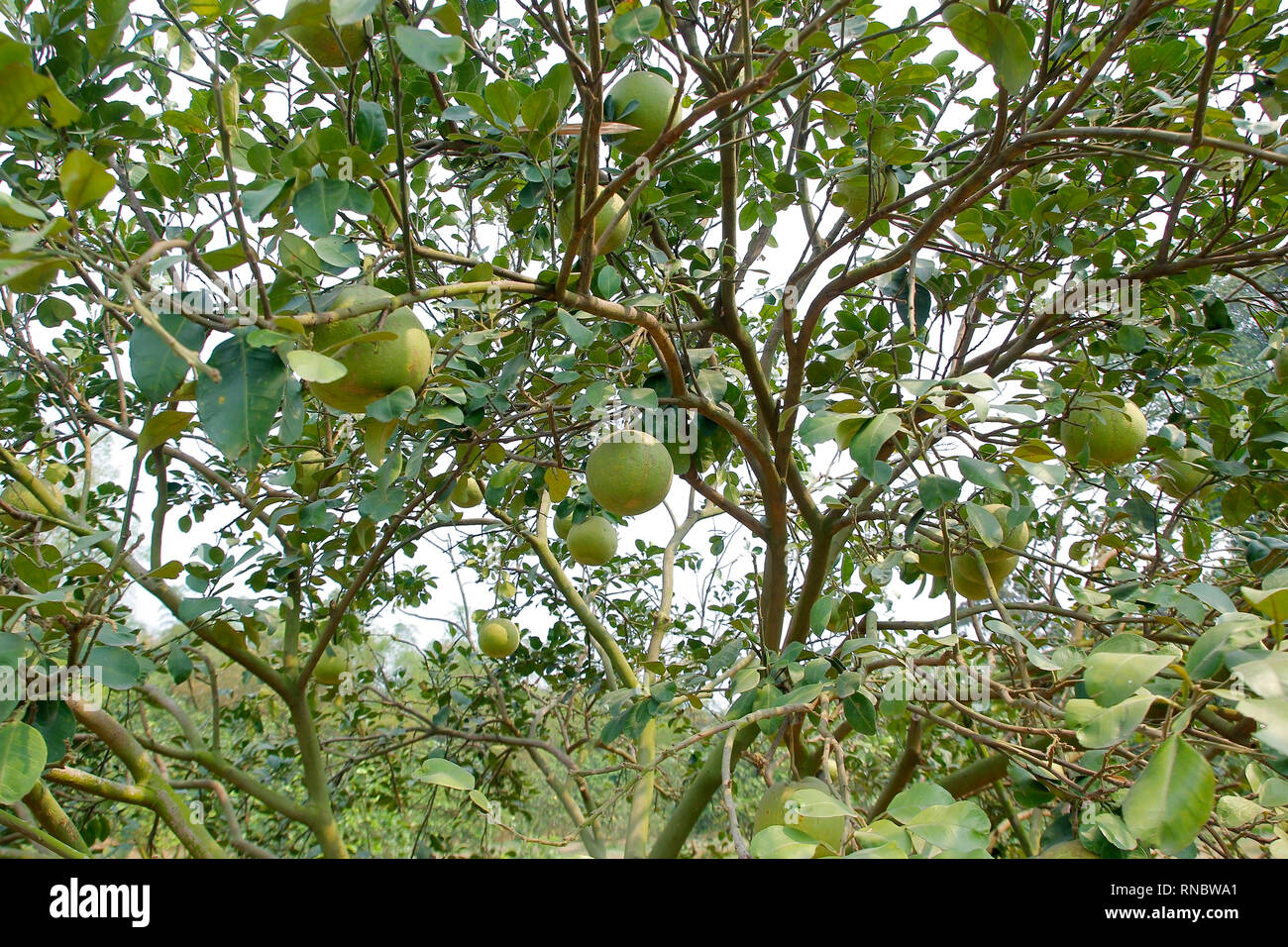young pomelo on tree in organic farm Stock Photo - Alamy