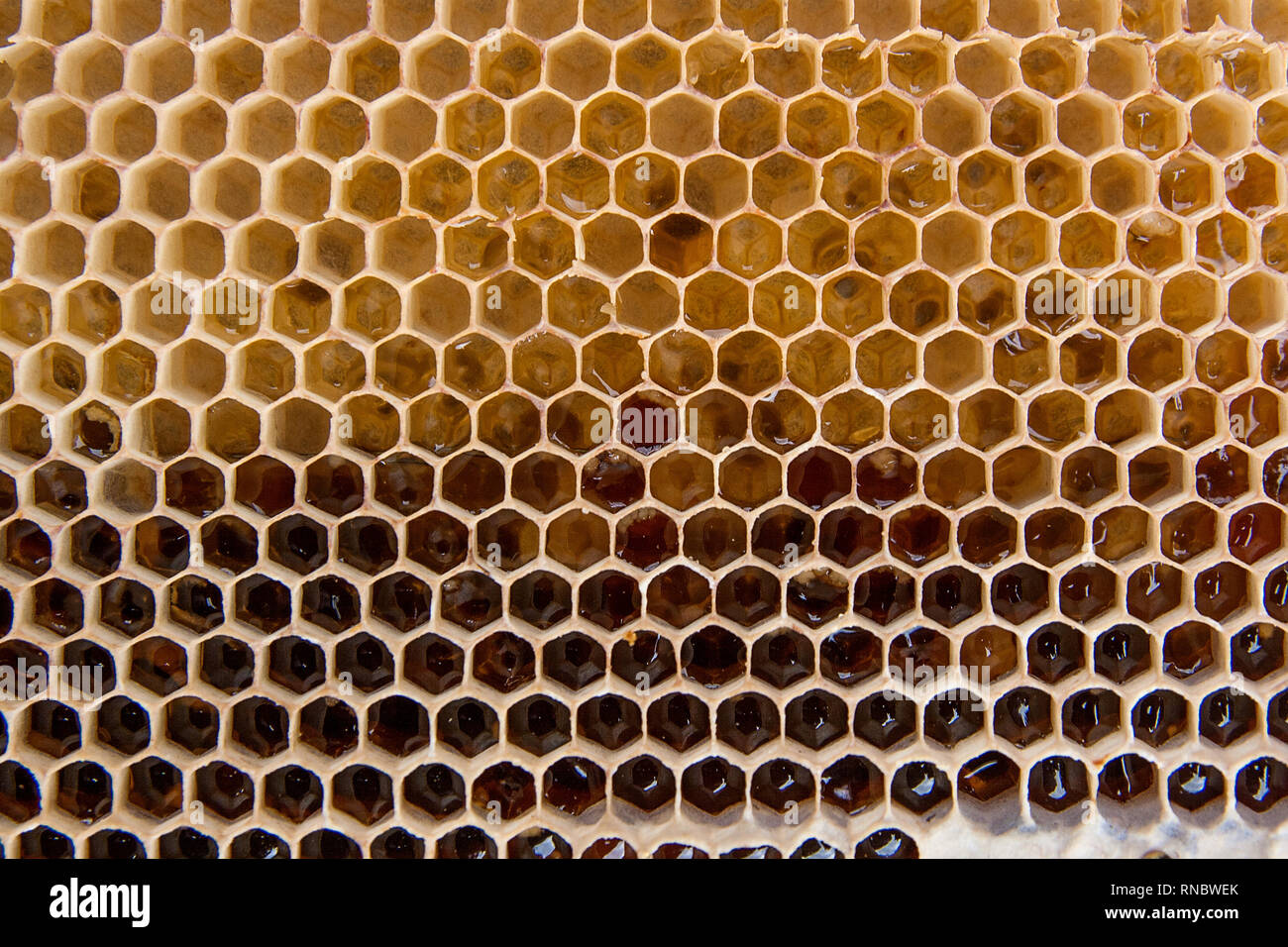 Beehive cell hi-res stock photography and images - Alamy