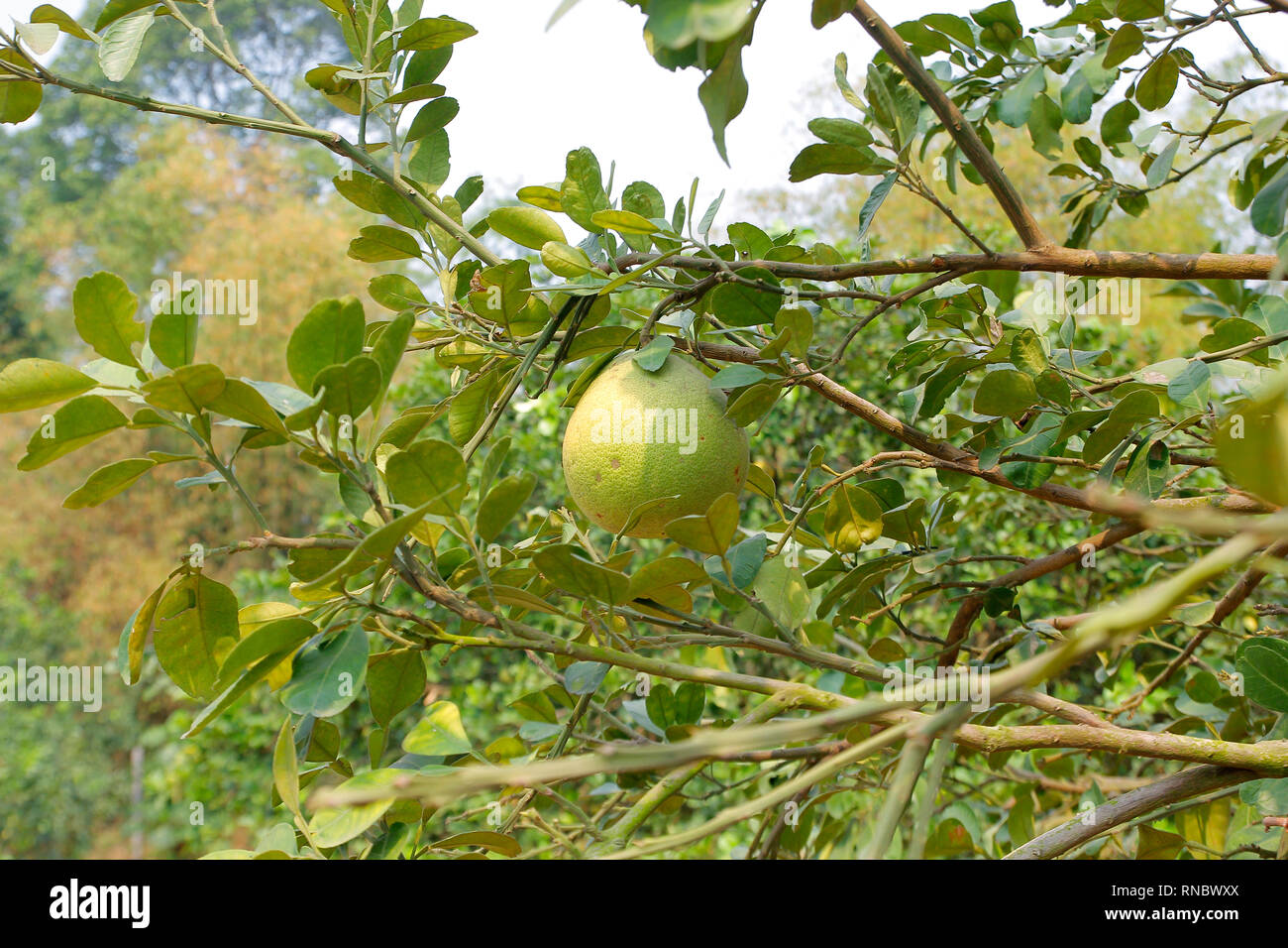 young pomelo on tree in organic farm Stock Photo - Alamy
