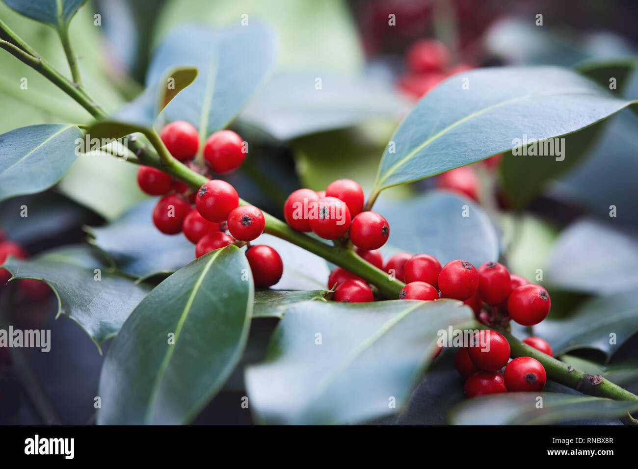 Holly bush garden hi-res stock photography and images - Alamy