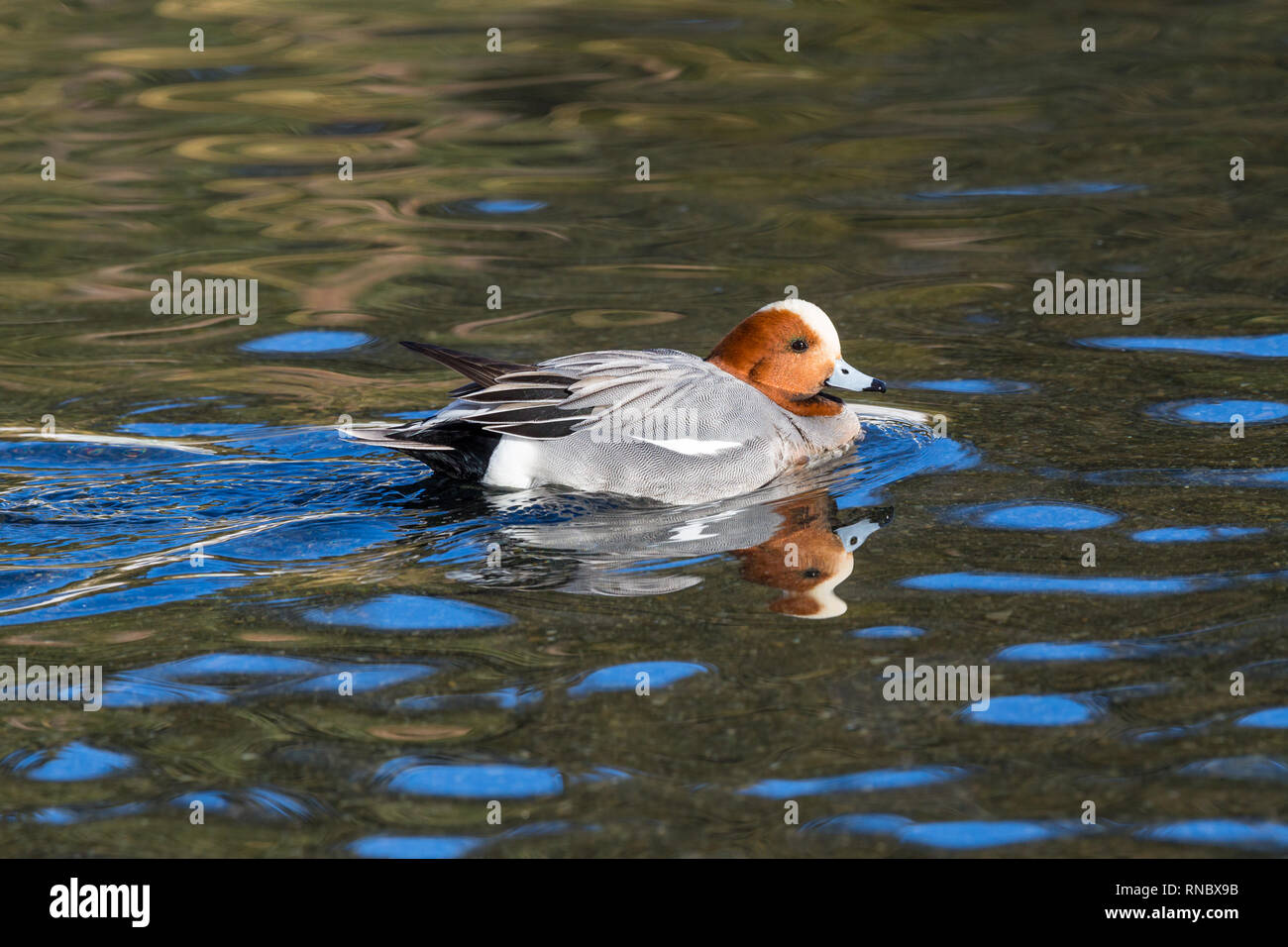 side view portrait natural swimming male eurasian wigeon (anas penelope ...