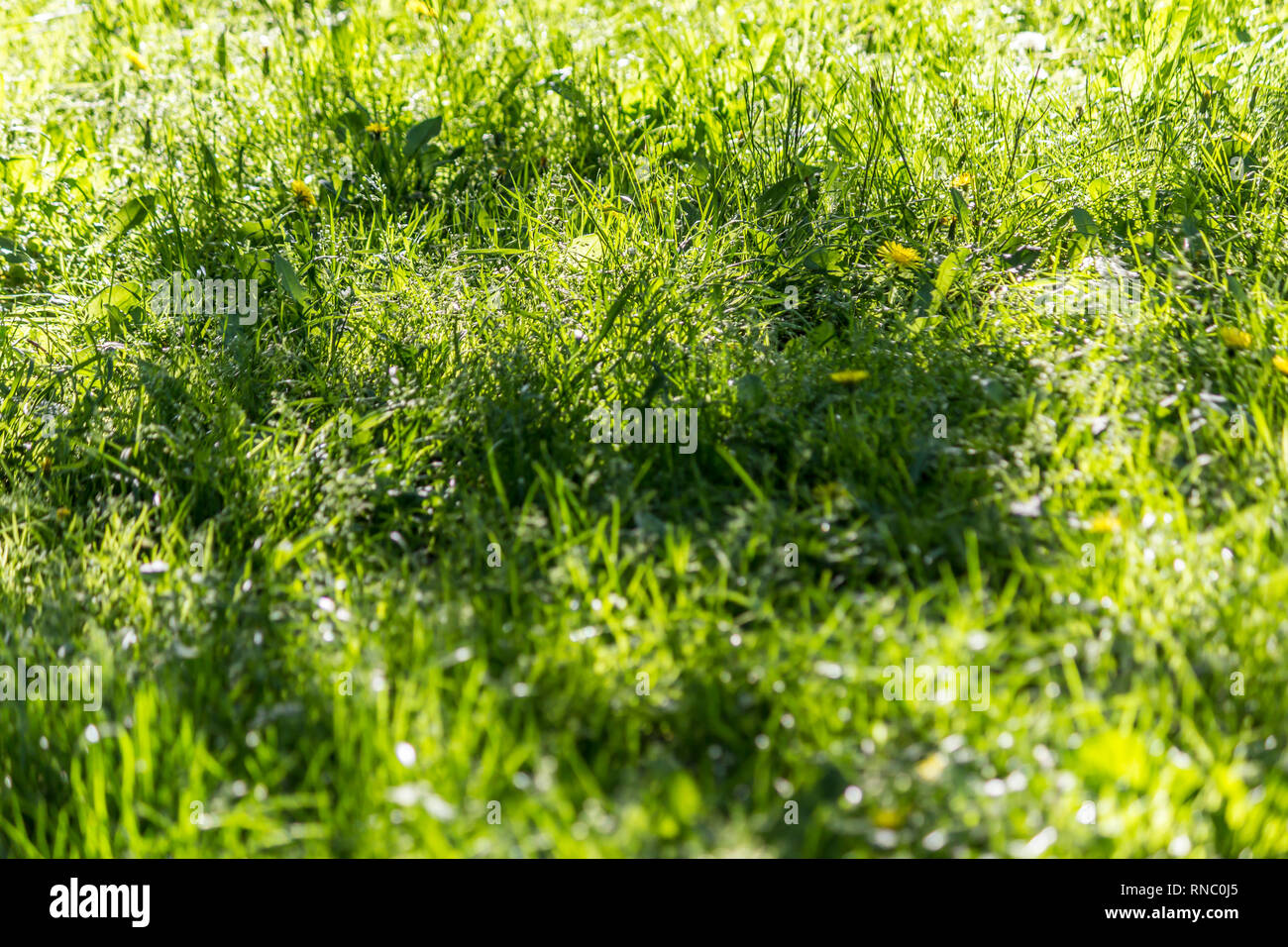 Sunny spring day. Tree shadow on fresh green grass. Background for a ...