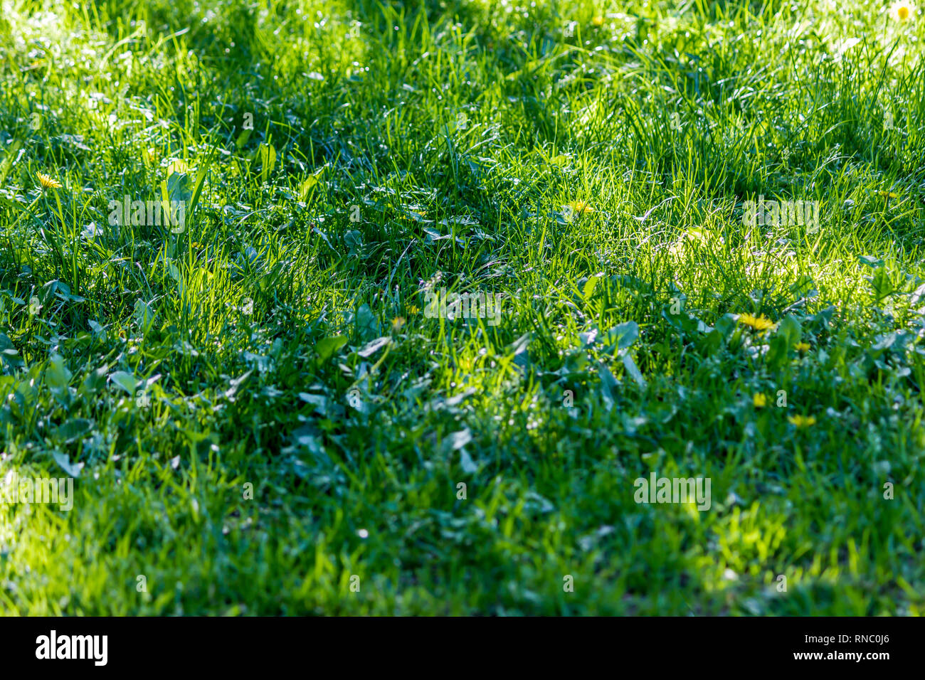 Sunny spring day. Tree shadow on fresh green grass. Background for a ...
