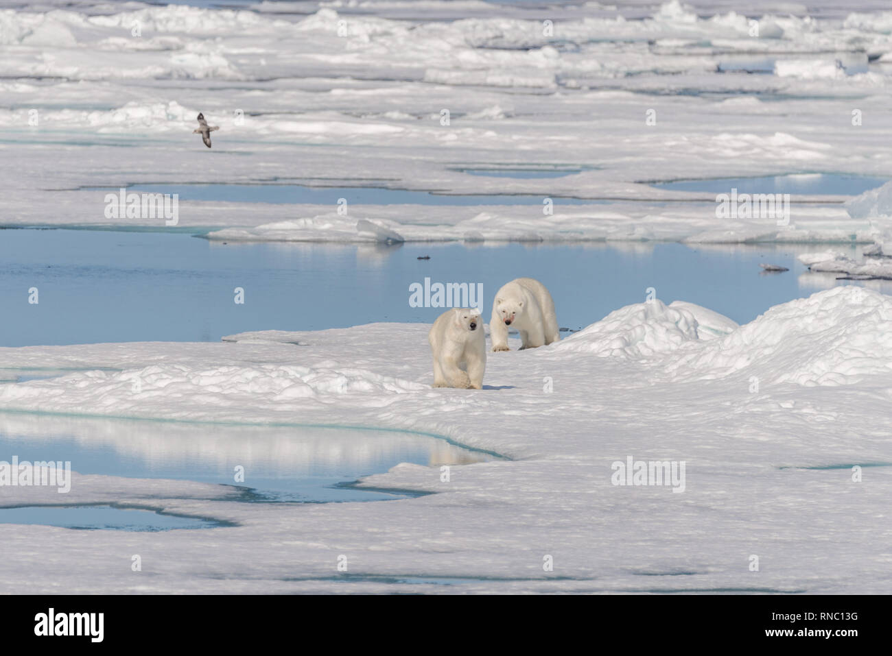 Two wild polar bears going on the pack ice north of Spitsbergen Island, Svalbard Stock Photo - Alamy