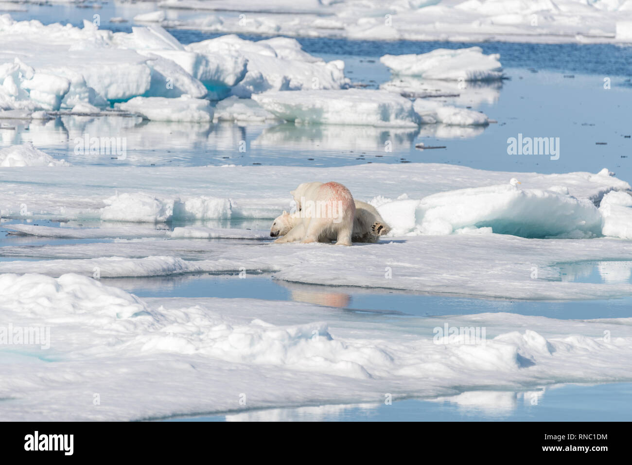 Two young wild polar bear cubs playing on pack ice in Arctic sea, north ...