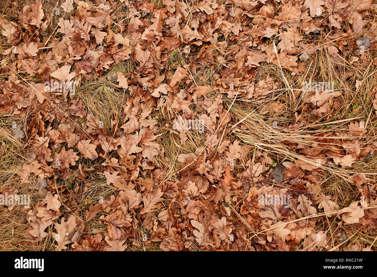 The autumn background with dry fallen leaves of the oak late autumn ...