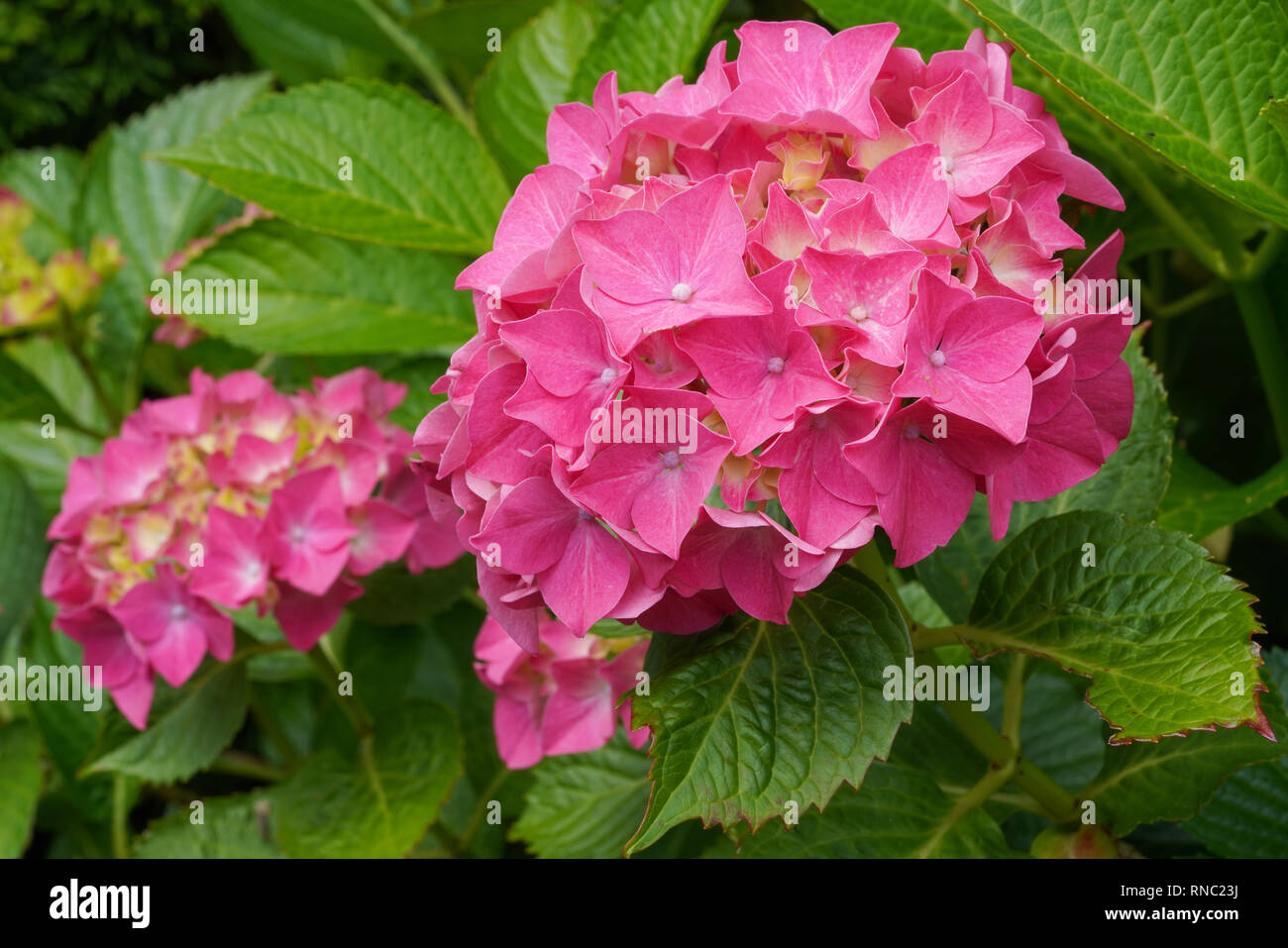 Penny mac (Hydrangea macrophylla), flowers of summer Stock Photo - Alamy